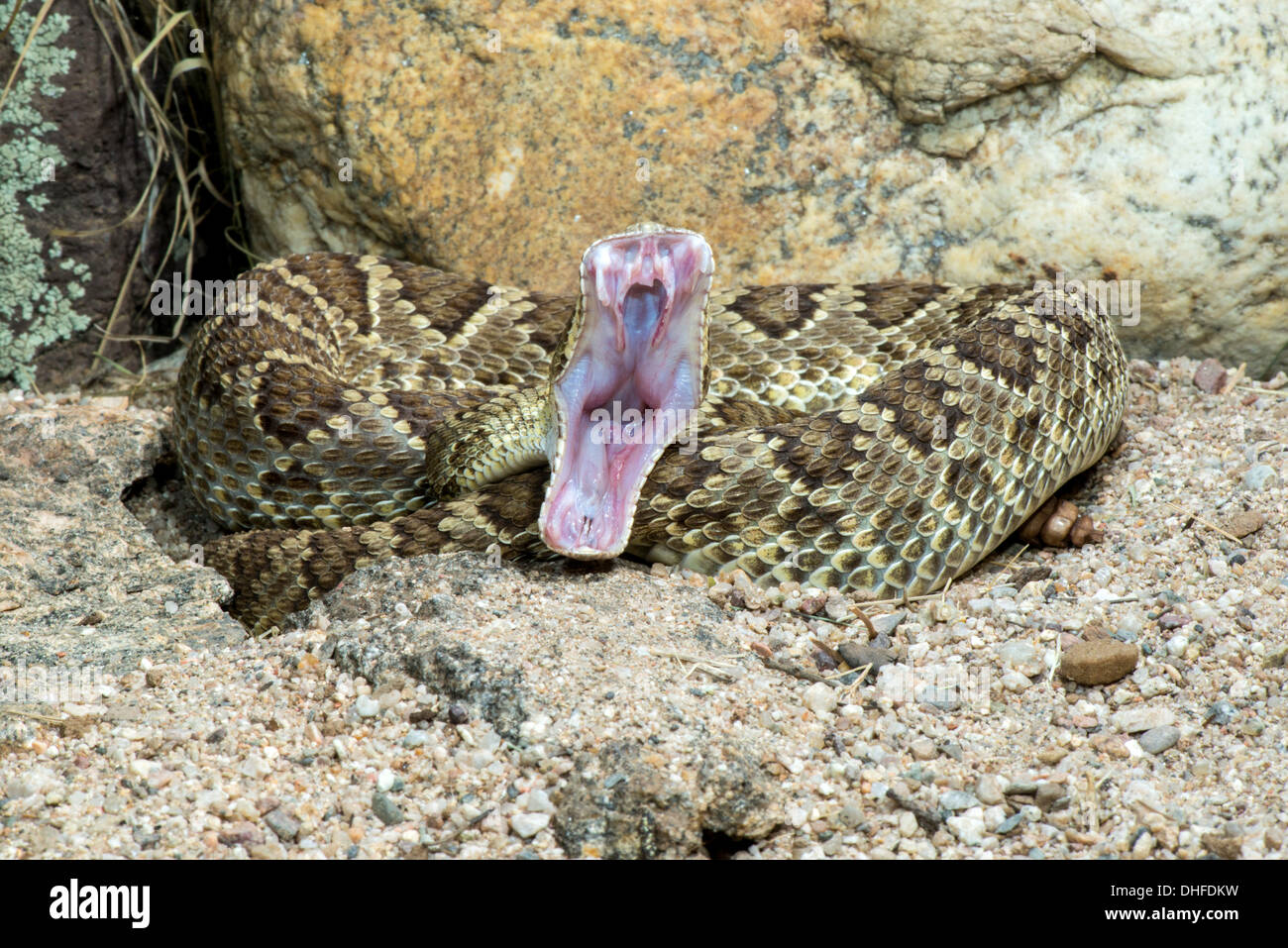 The yawning snake hi-res stock photography and images - Alamy