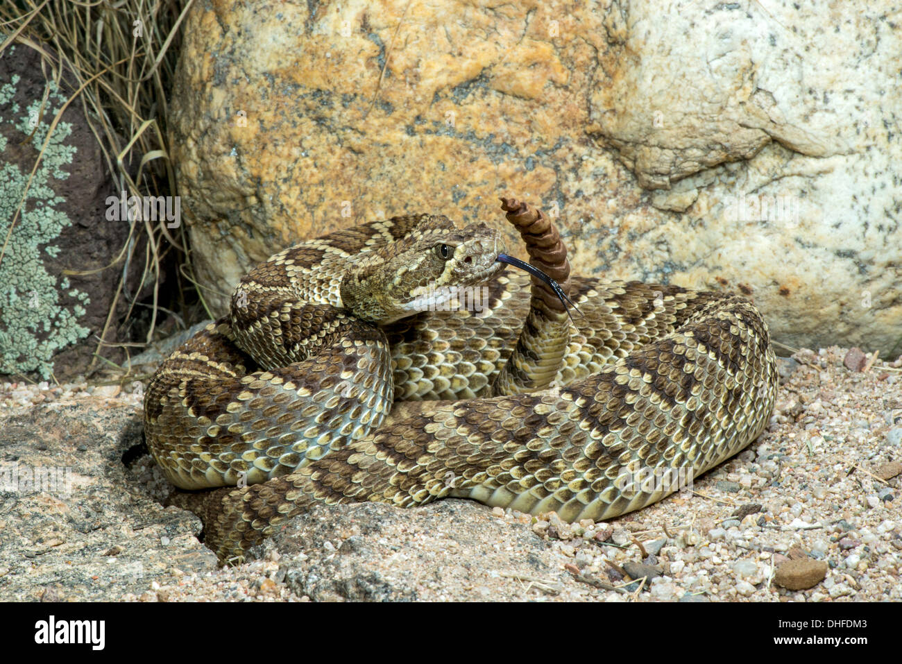 Mohave Rattlesnake Crotalus scutulatus Elfrida, Cochise County, Arizona ...