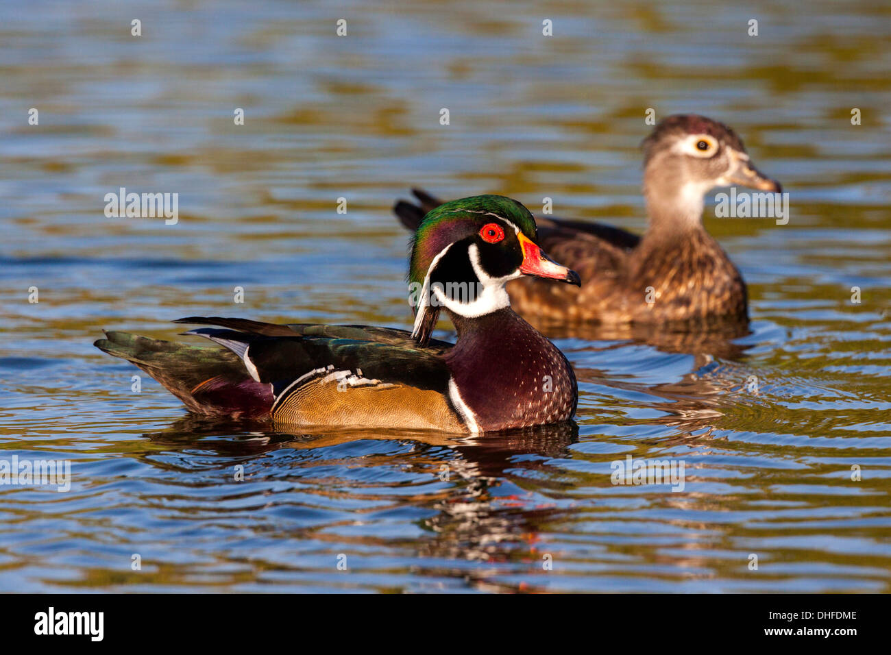 Wood Duck Aix sponsa San Diego, California, United States 13 September ...