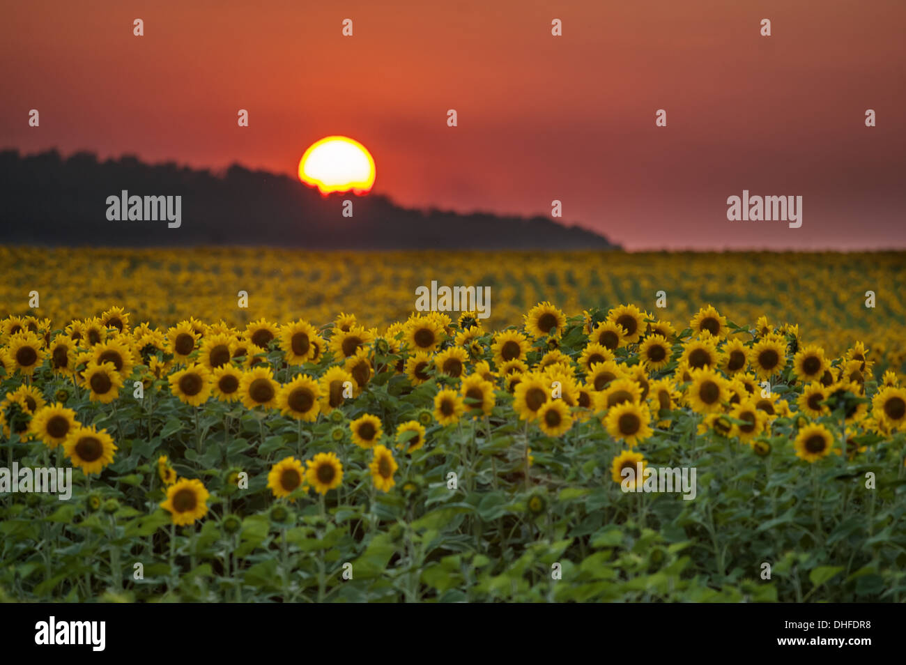 Field of orange hi-res stock photography and images - Alamy