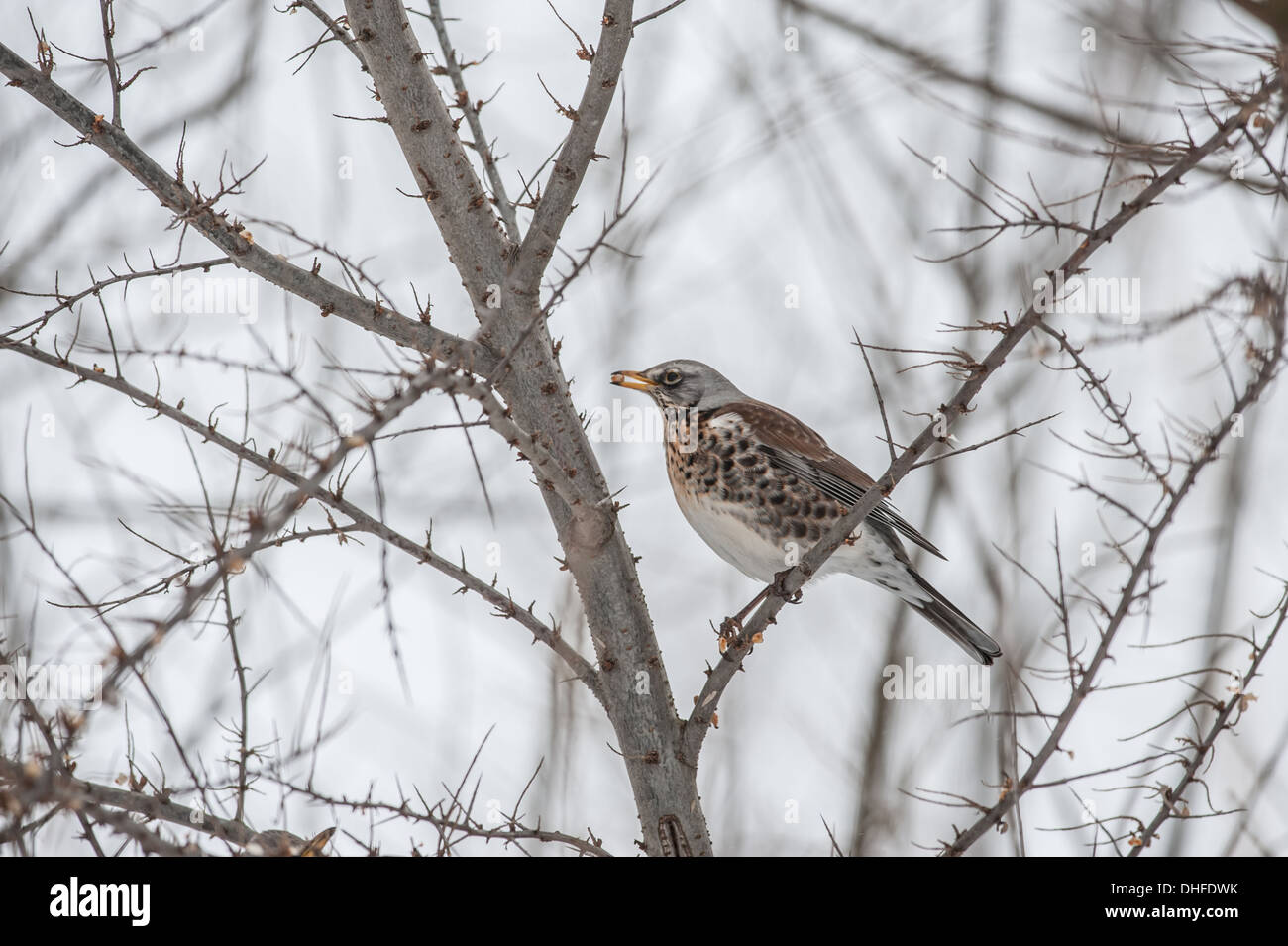 Thrush hi-res stock photography and images - Alamy