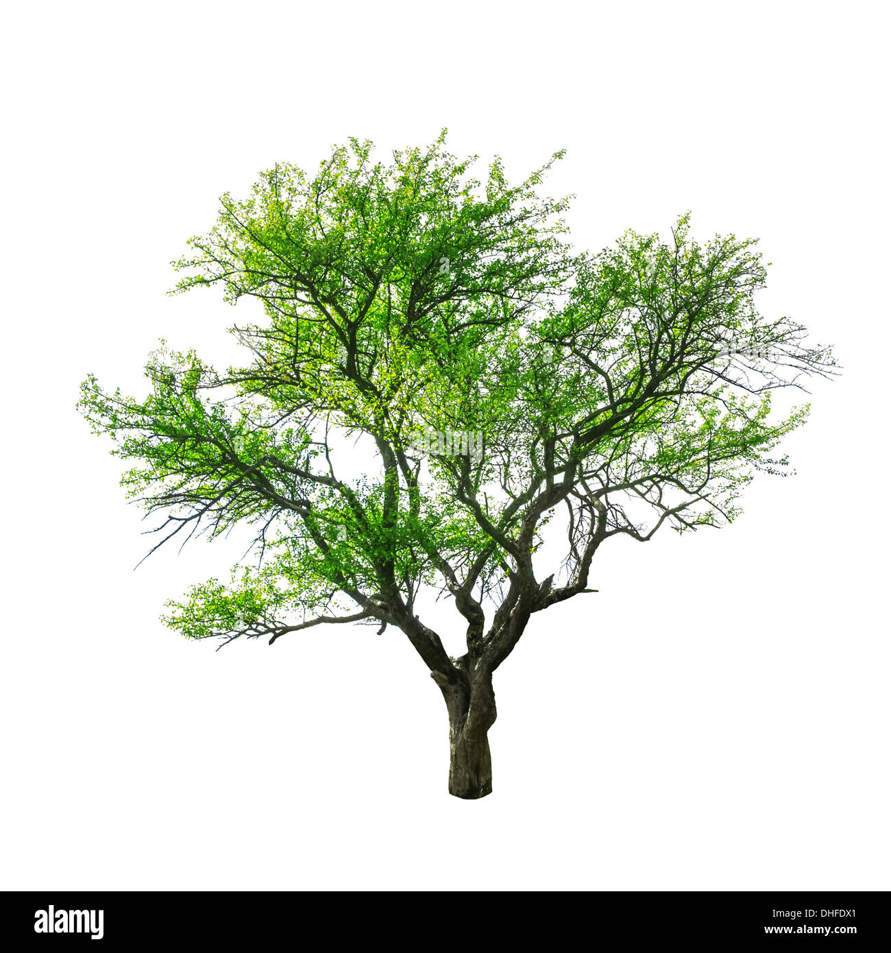 green tree isolated on white Stock Photo - Alamy