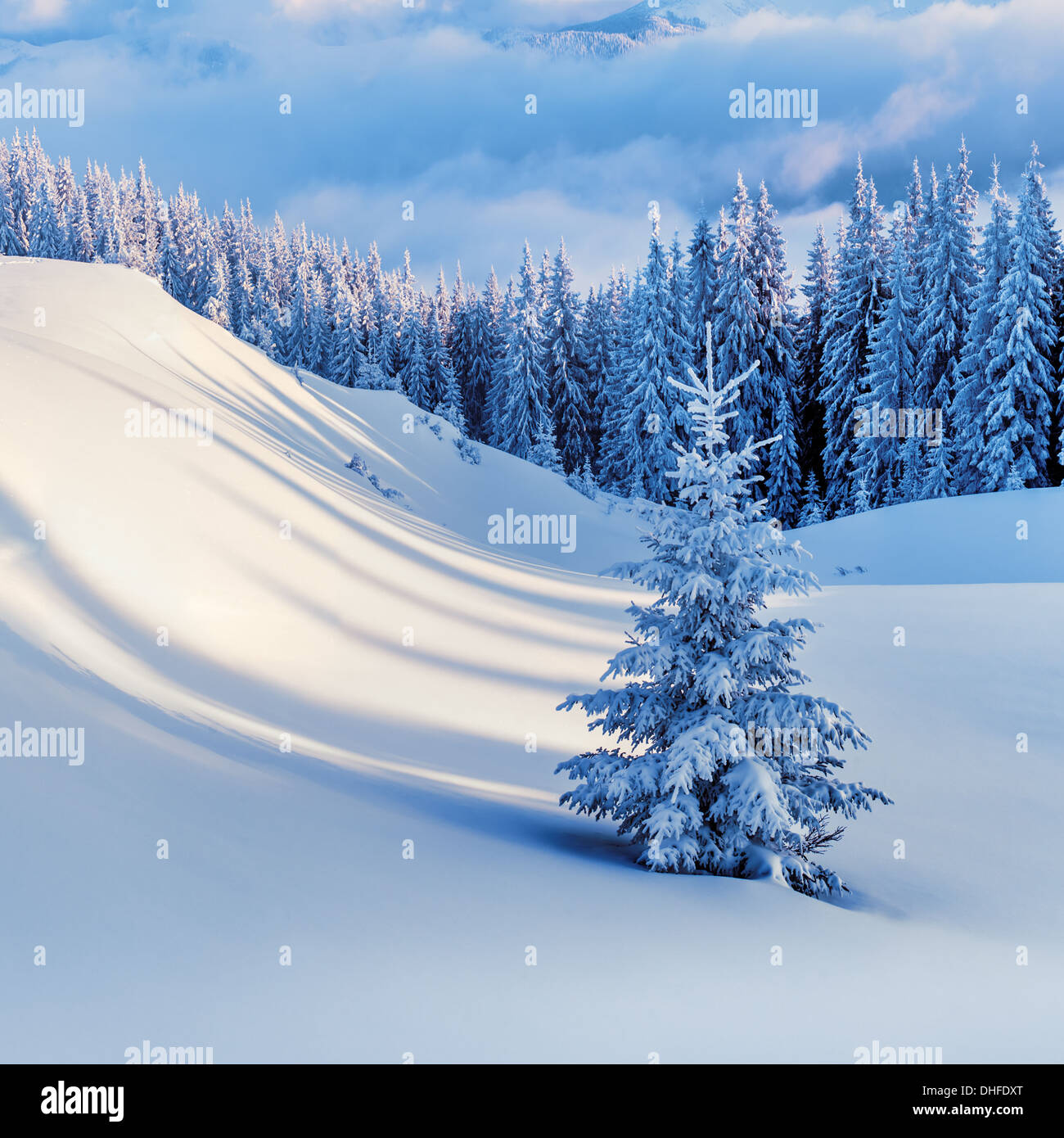 snovy trees on winter mountains Stock Photo - Alamy