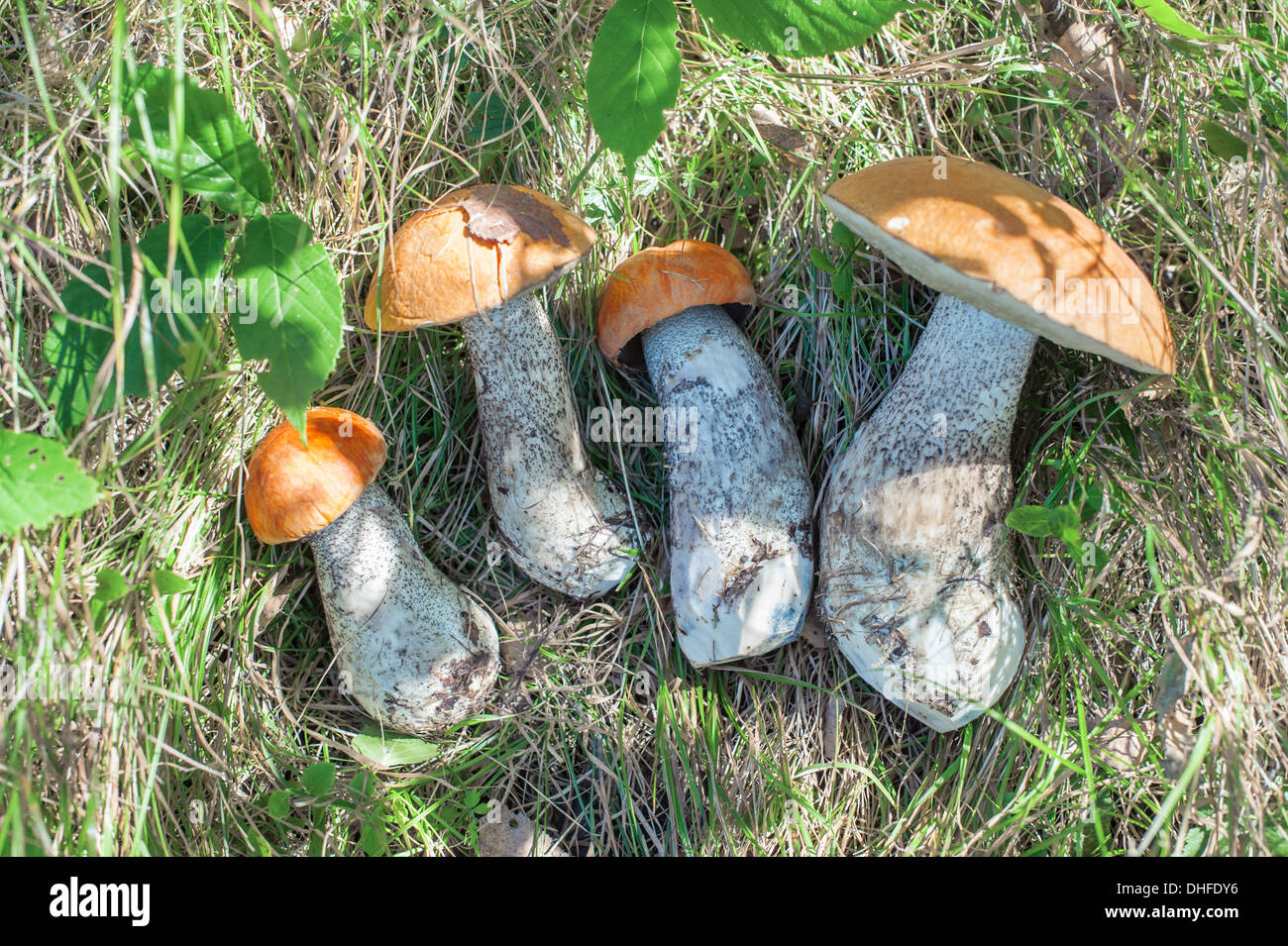 Root mushroom hi-res stock photography and images - Alamy
