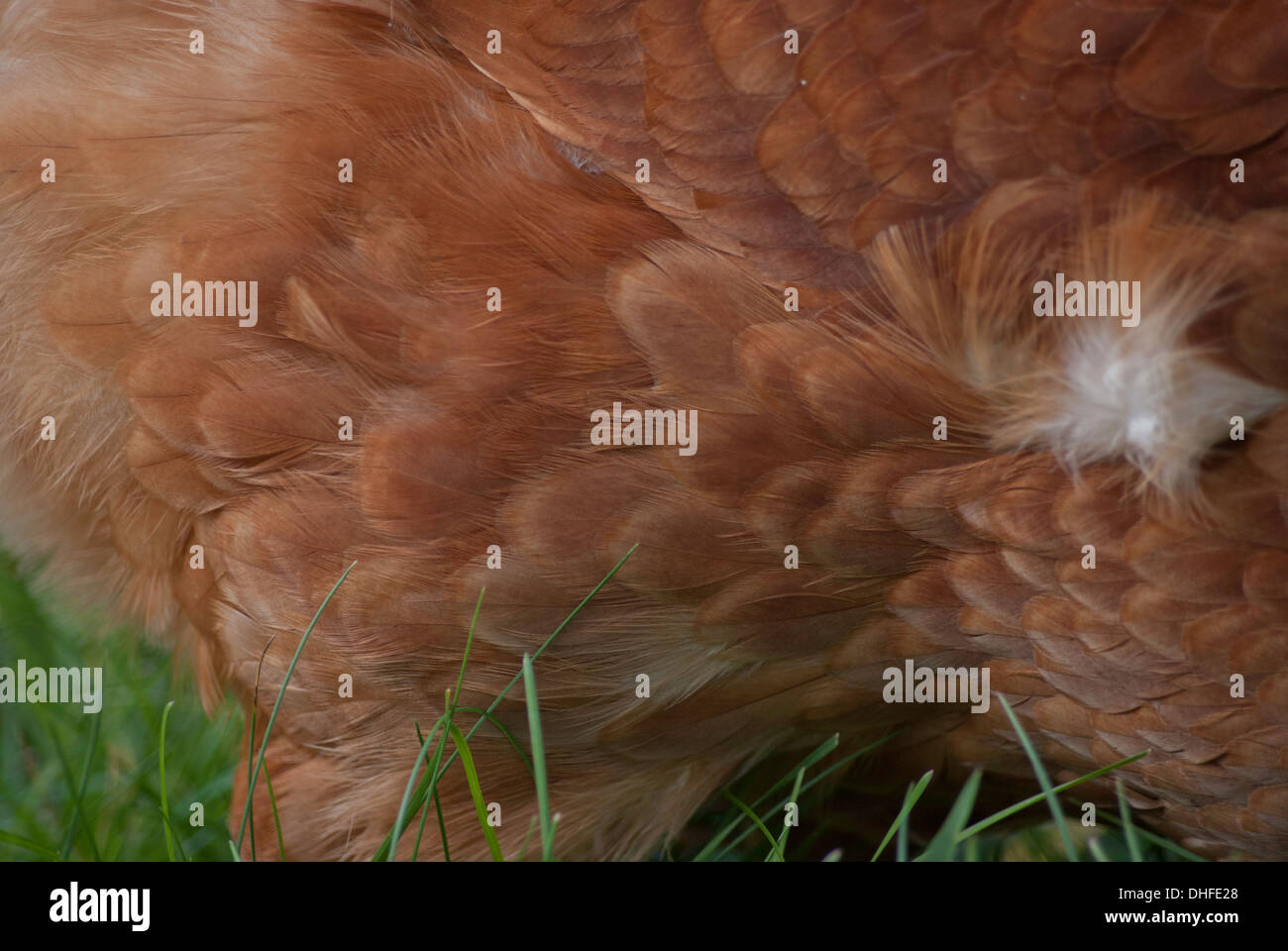 Chicken feathers hi-res stock photography and images - Alamy