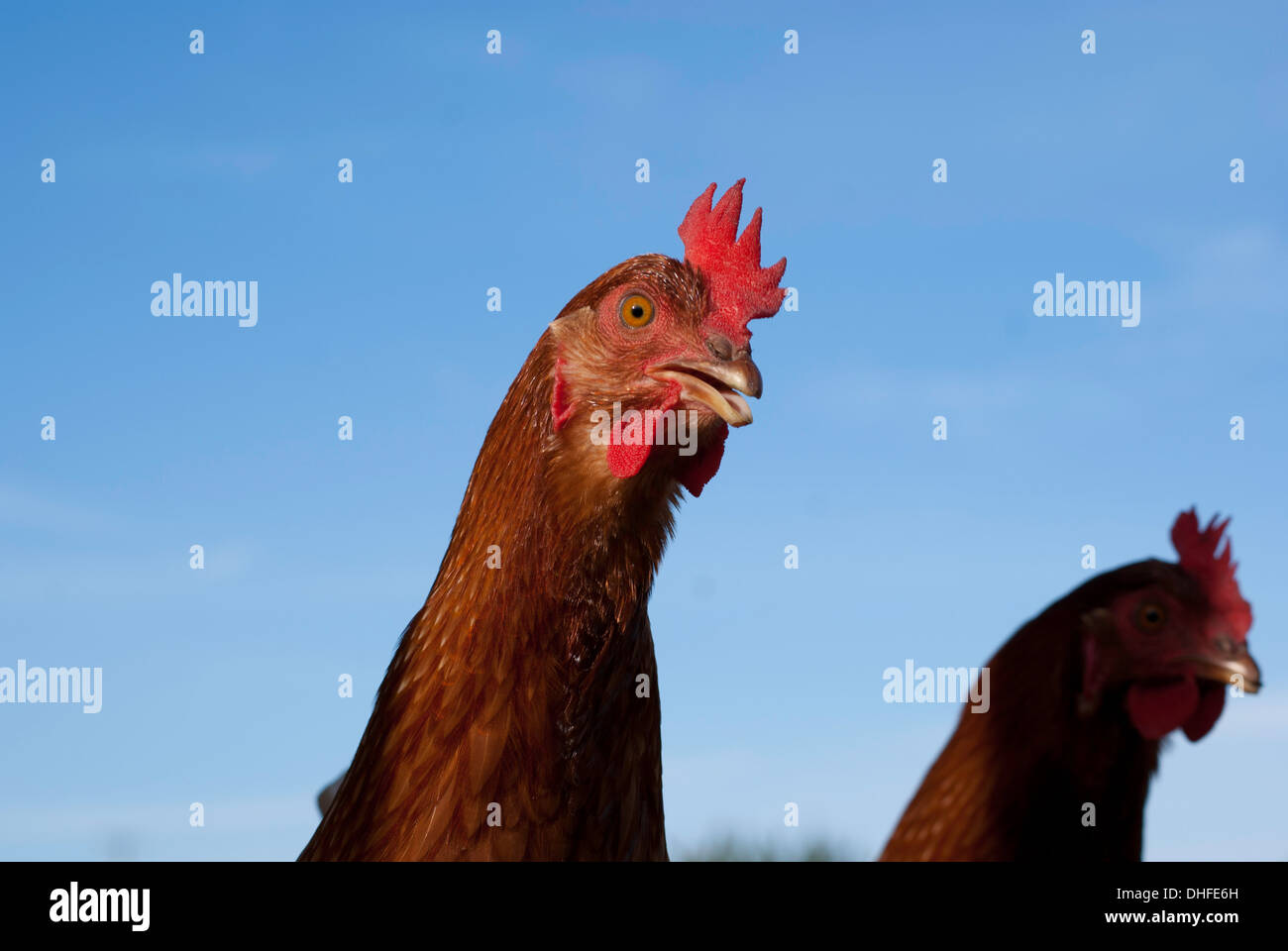Evil chicken hi-res stock photography and images - Alamy