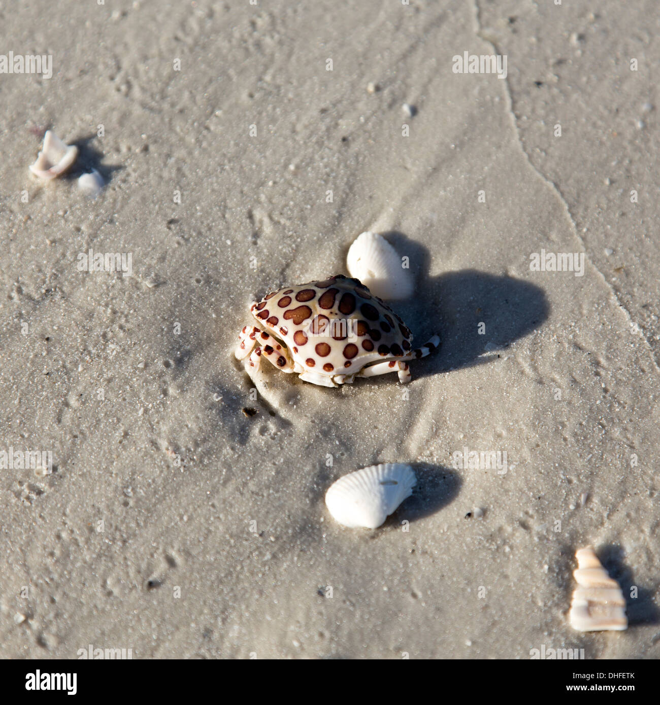 Leopard beach hi-res stock photography and images - Alamy