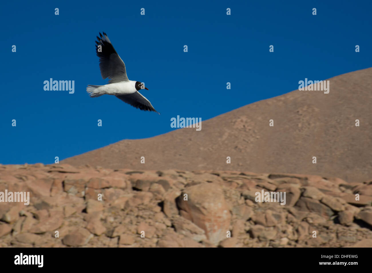 Serranus chroicocephalus hi-res stock photography and images - Alamy