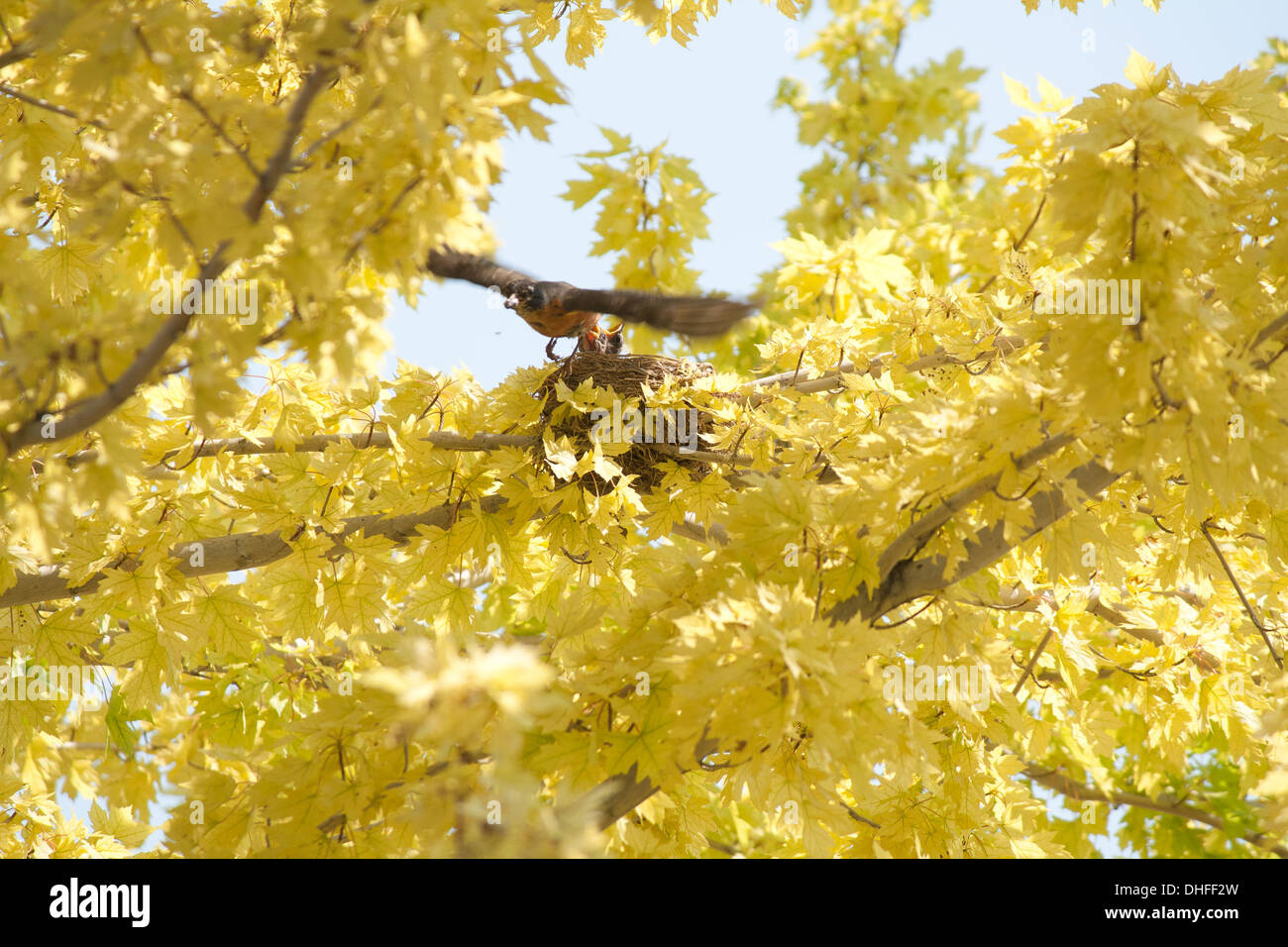 Robin flying hi-res stock photography and images - Alamy