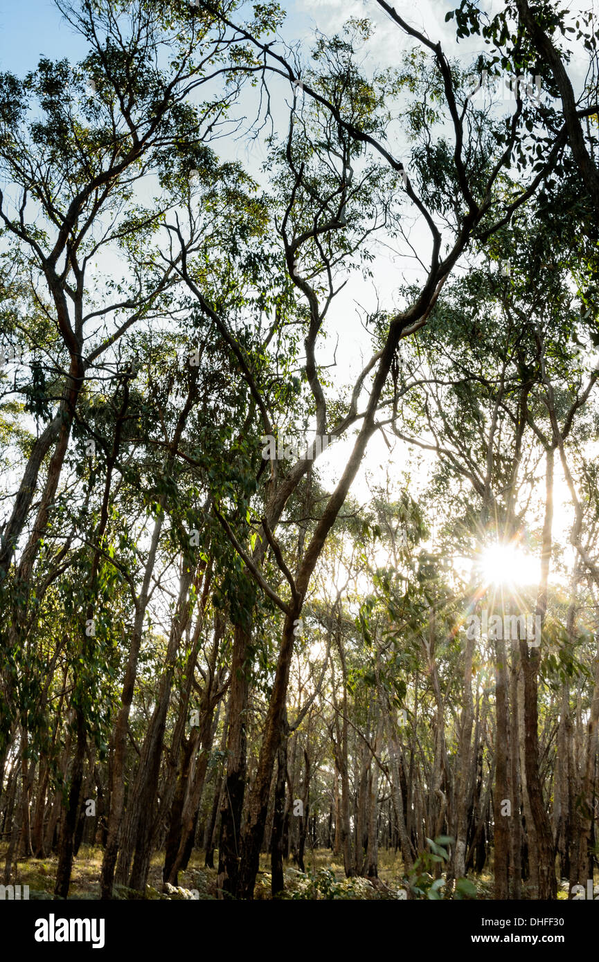 Australian bush background hi-res stock photography and images - Alamy