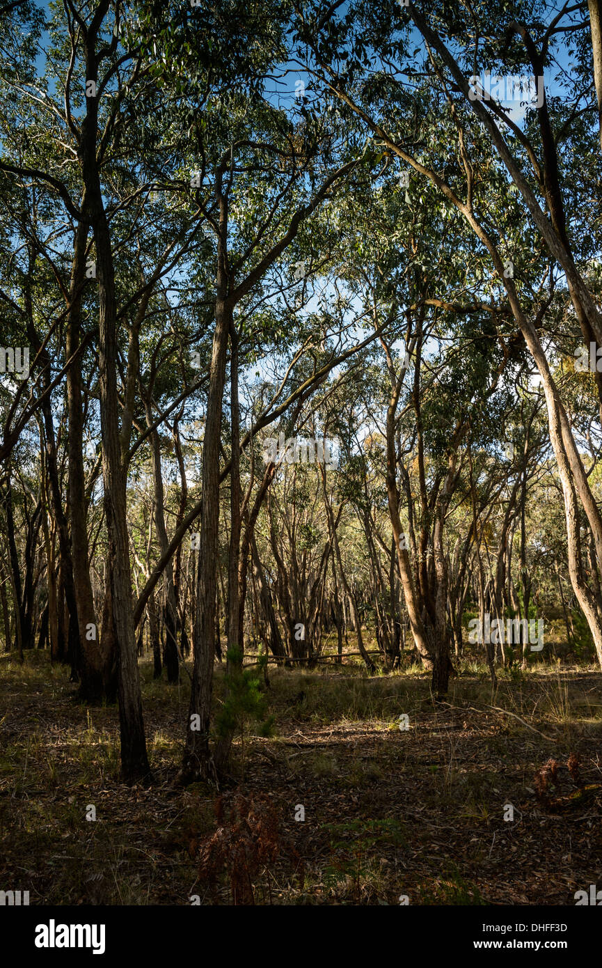 Australian bush background hi-res stock photography and images - Alamy