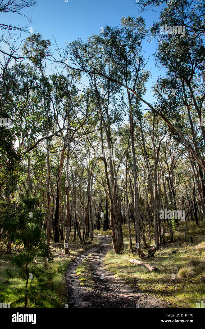 Retail background Australian Gum trees Stock Photo - Alamy