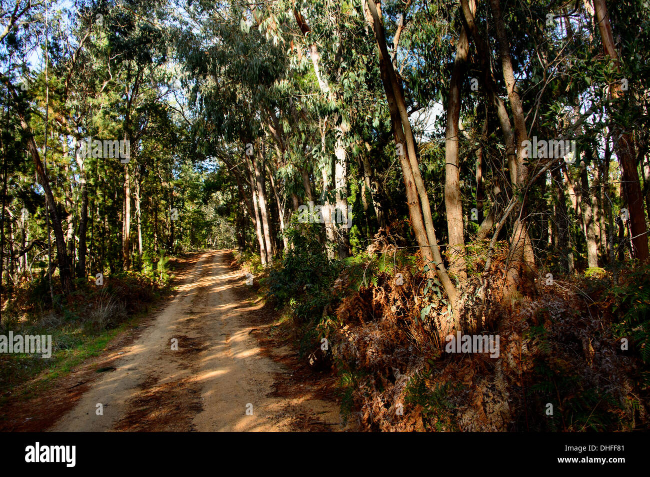 Australian bush background hi-res stock photography and images - Alamy