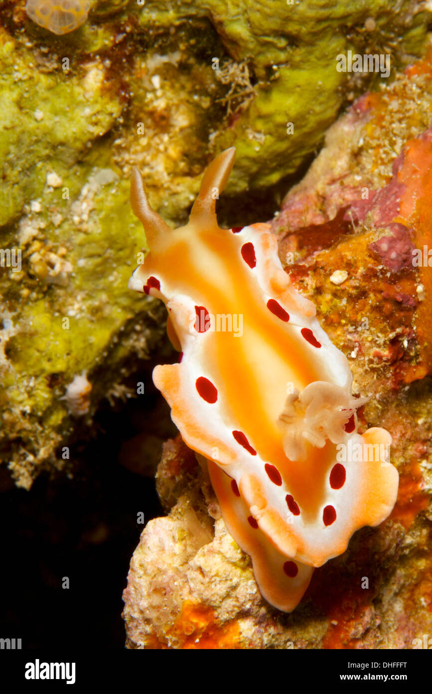 Nudibranch on reef hi-res stock photography and images - Alamy