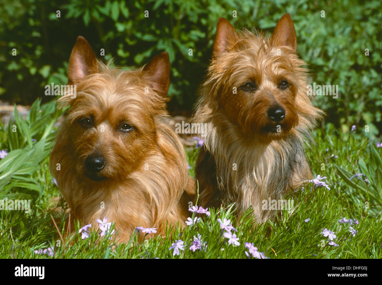 Australian terriers hi-res stock photography and images - Alamy