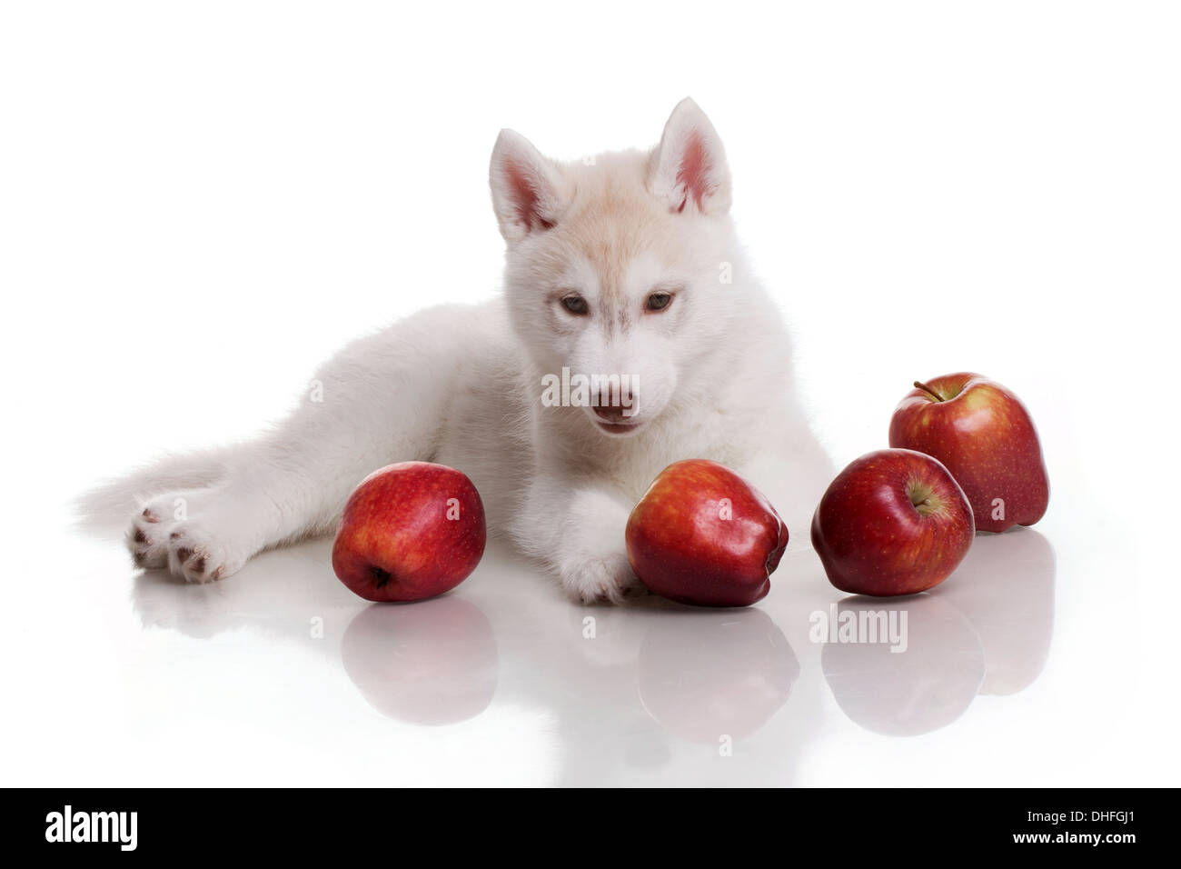 Cute puppy sweet apple isolated hi-res stock photography and images - Alamy