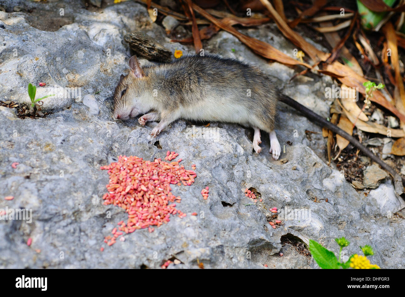 Rat poison hi-res stock photography and images - Alamy