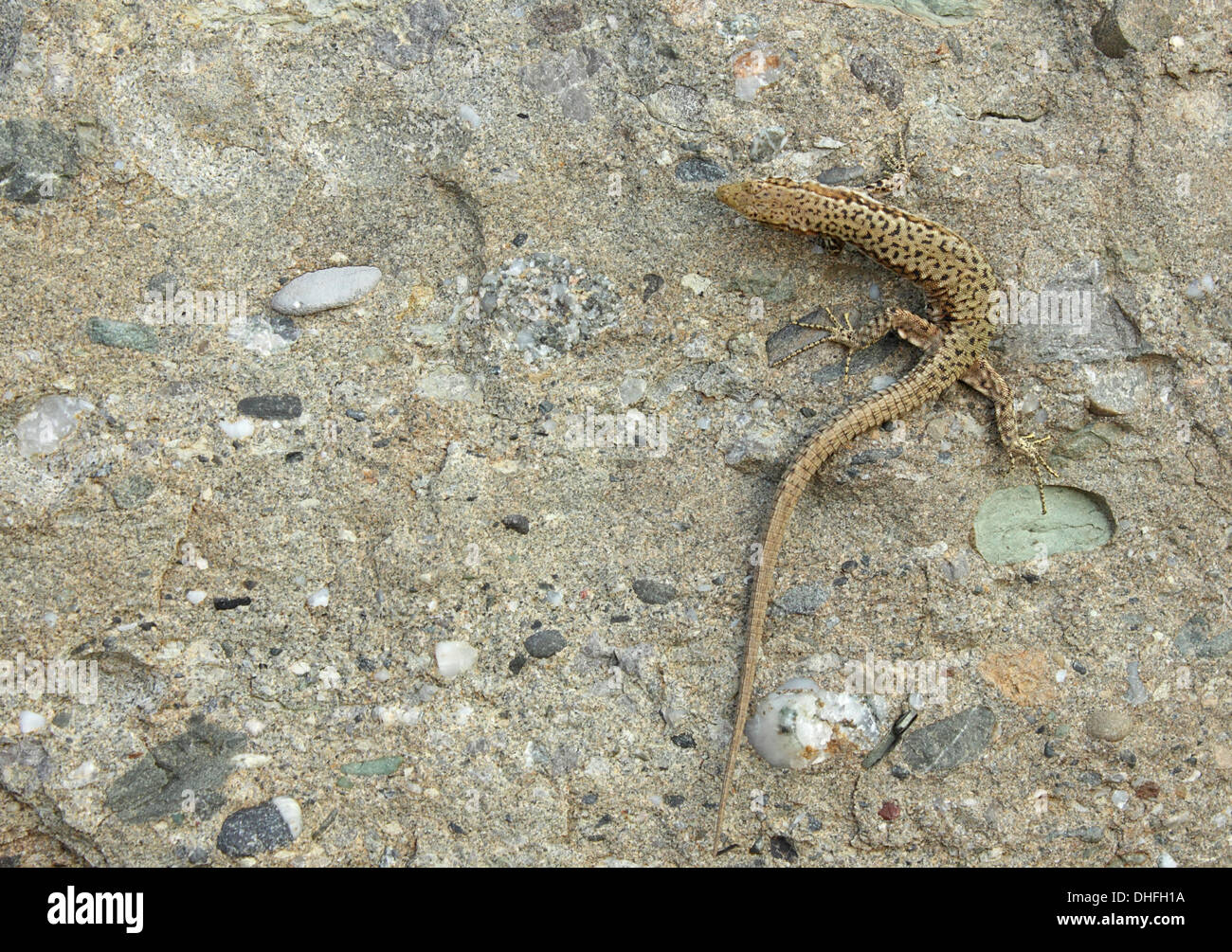 lizard sitting on stone Stock Photo - Alamy