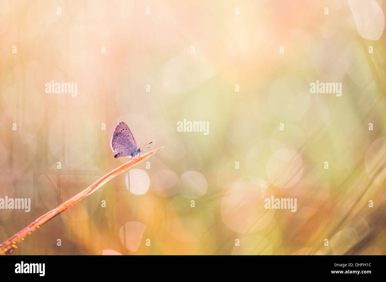 Little butterfly in the nature or in the garden Stock Photo - Alamy