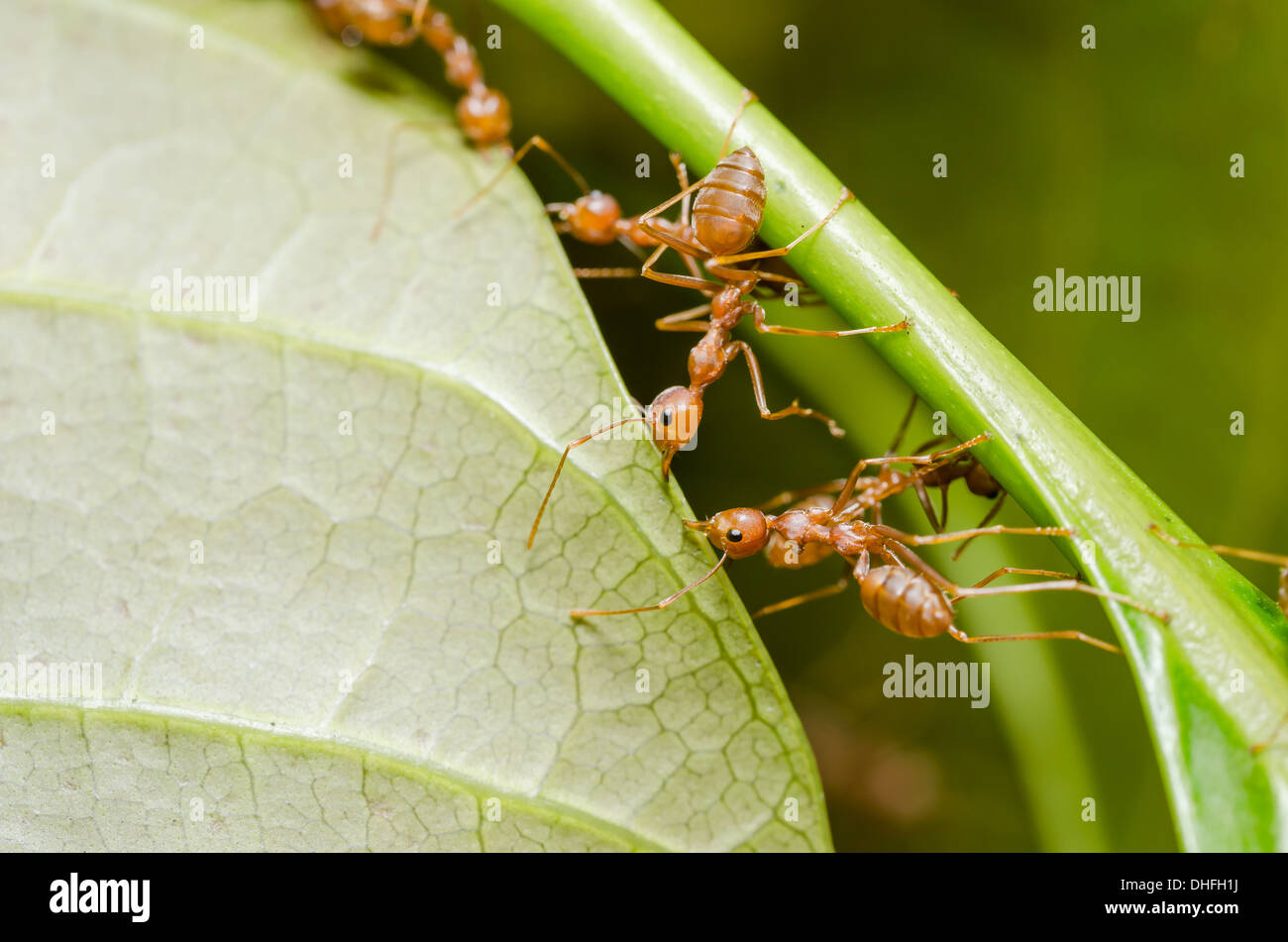 red ants teamwork on leaf in the team concept Stock Photo - Alamy