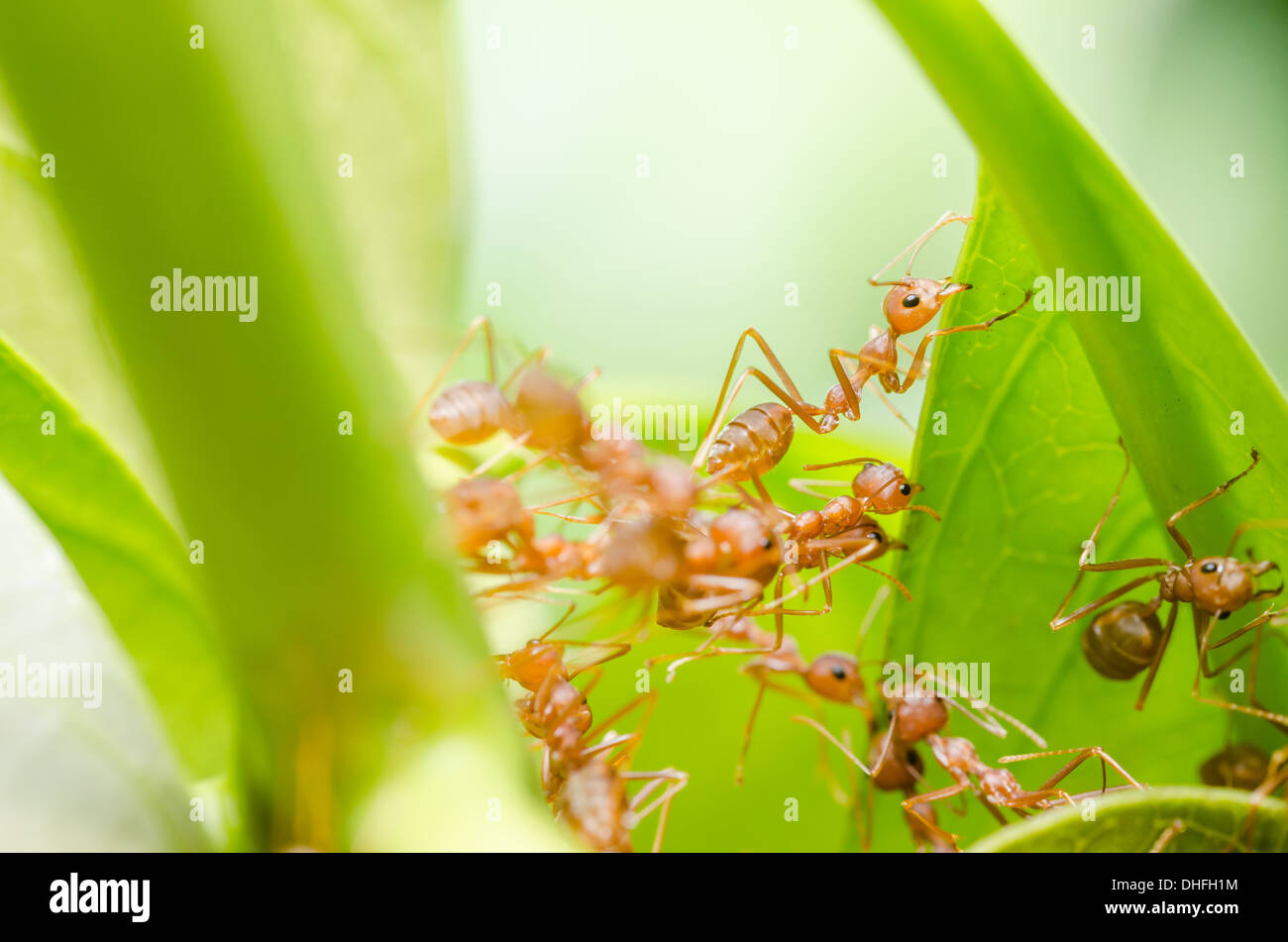 red ants teamwork on leaf in the team concept Stock Photo - Alamy