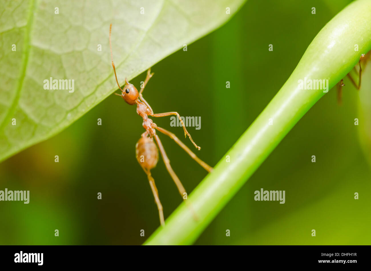 red ants teamwork on leaf in the team concept Stock Photo - Alamy