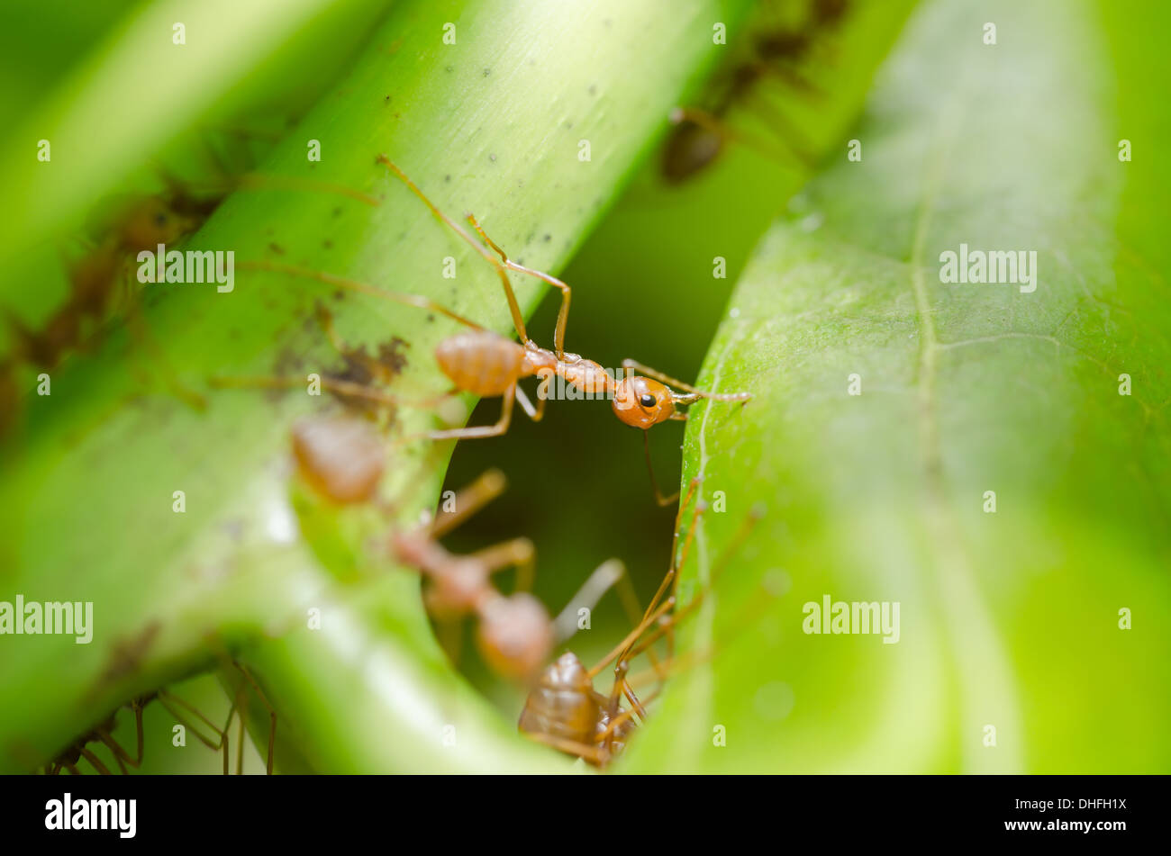 red ants teamwork on leaf in the team concept Stock Photo - Alamy