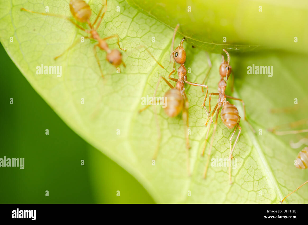 red ants teamwork on leaf in the team concept Stock Photo - Alamy