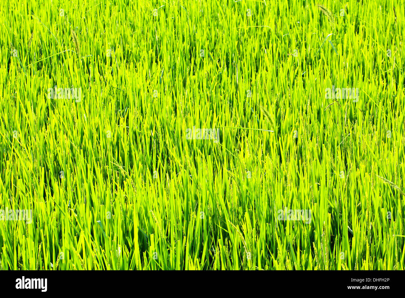 Green paddy plant hi-res stock photography and images - Alamy