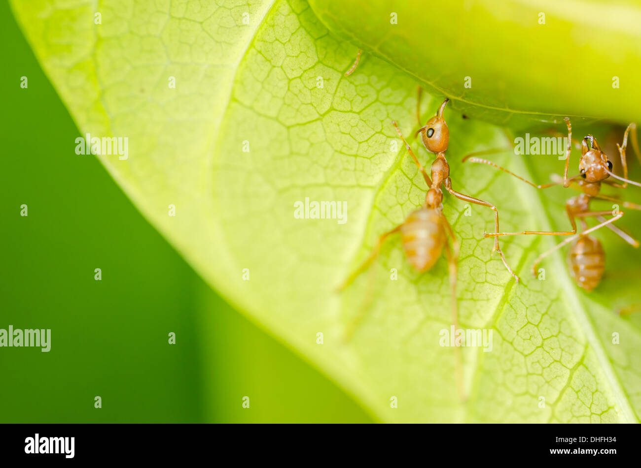 red ants teamwork on leaf in the team concept Stock Photo - Alamy
