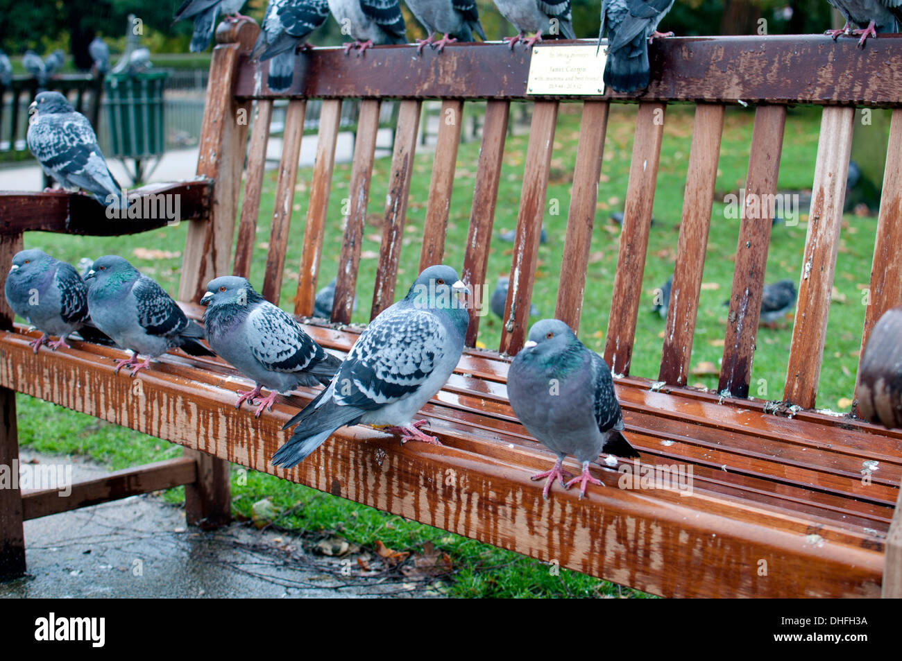 Pigeons bench park birds hi-res stock photography and images - Alamy
