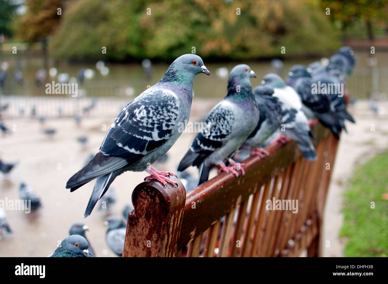 Pigeons bench park birds hi-res stock photography and images - Alamy