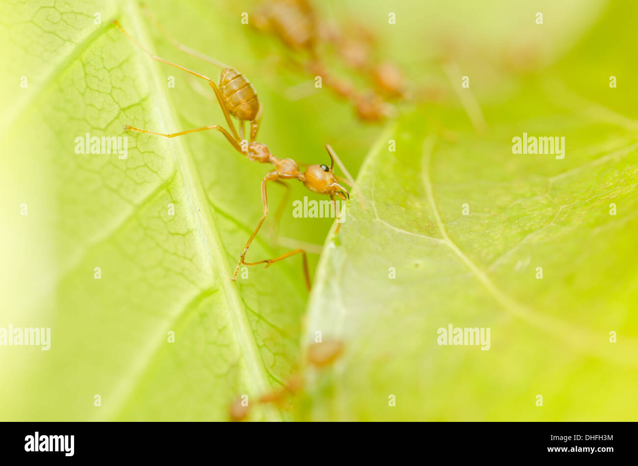 red ants teamwork on leaf in the team concept Stock Photo - Alamy