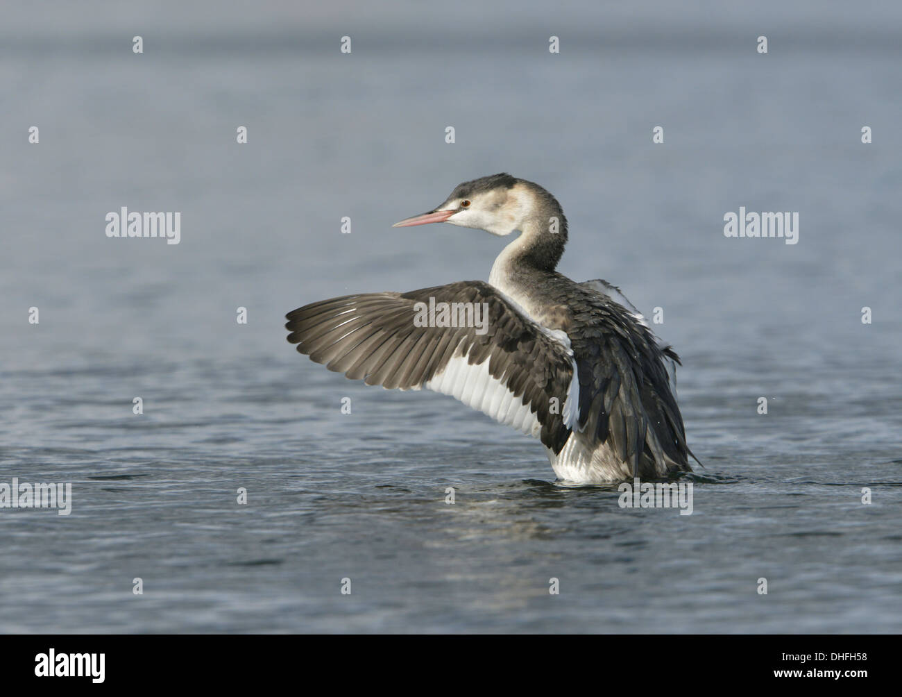 Grebe winter plumage hi-res stock photography and images - Alamy