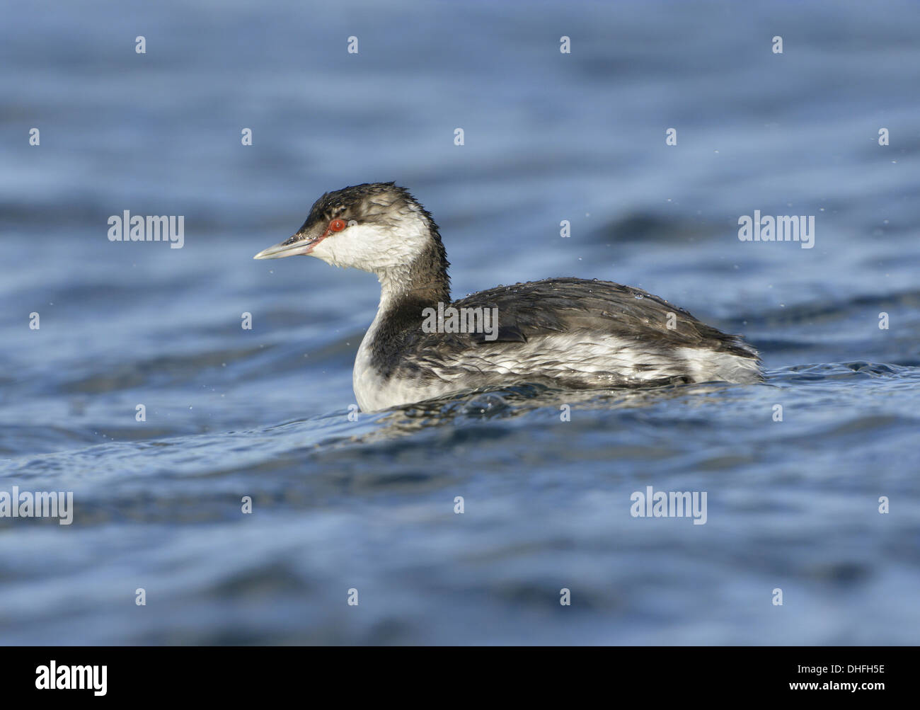 Slavonian grebe hi-res stock photography and images - Alamy