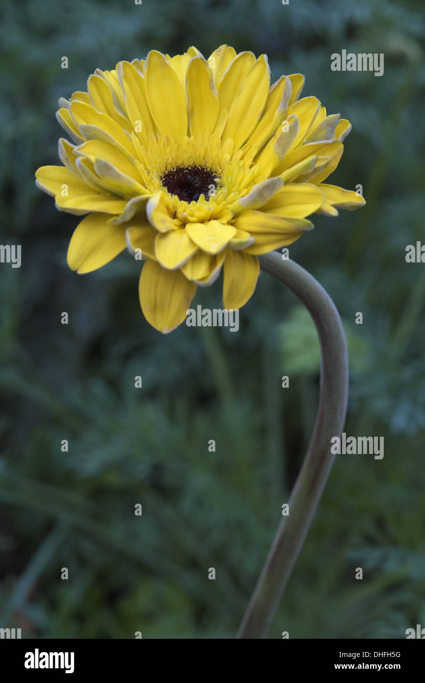 Opening flower petal hi-res stock photography and images - Alamy