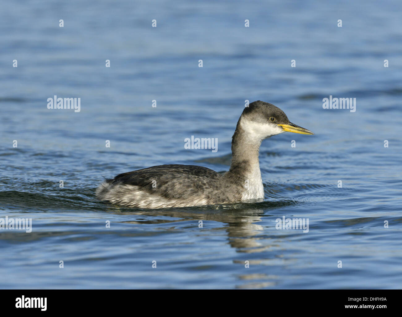 Red-necked Grebe Podiceps grisegena - Winter Stock Photo - Alamy
