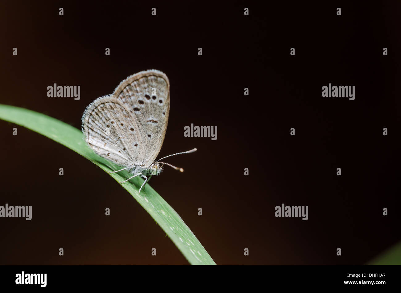 Little butterfly in the nature or in the garden Stock Photo - Alamy