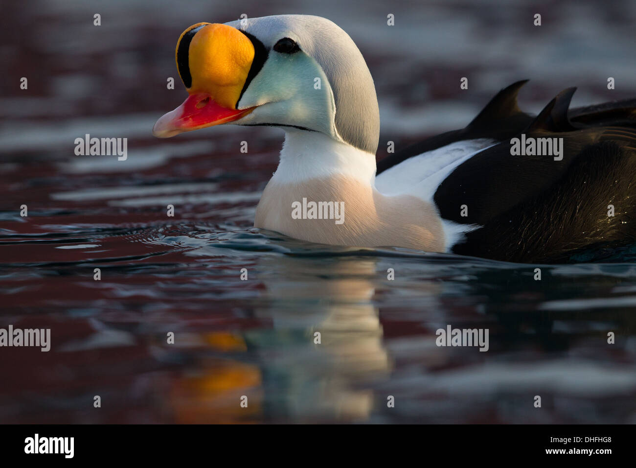 Drake King Eider Somateria spectabilis Stock Photo - Alamy