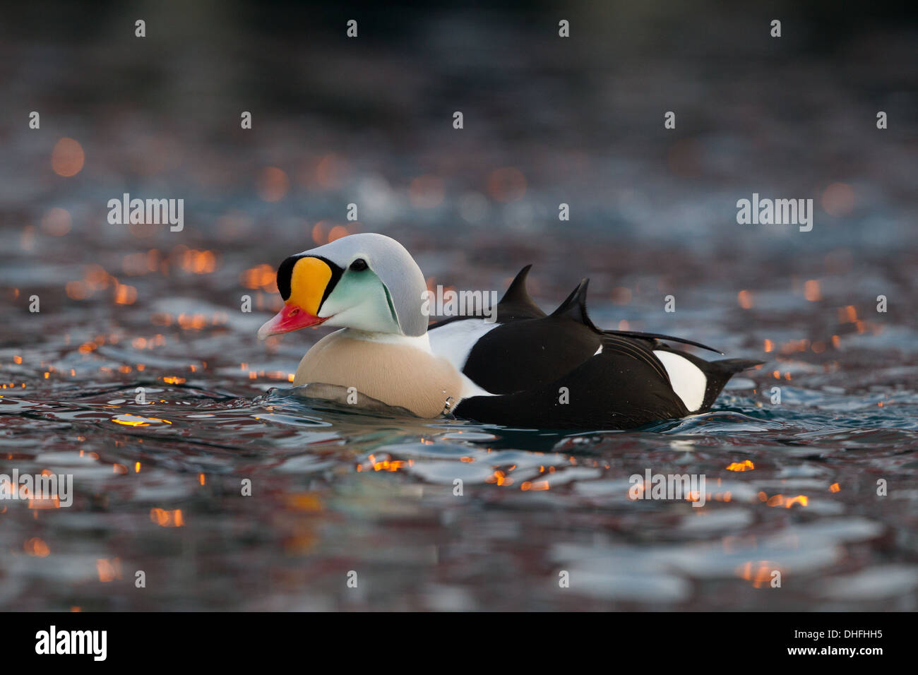 Drake King Eider Somateria spectabilis Stock Photo - Alamy