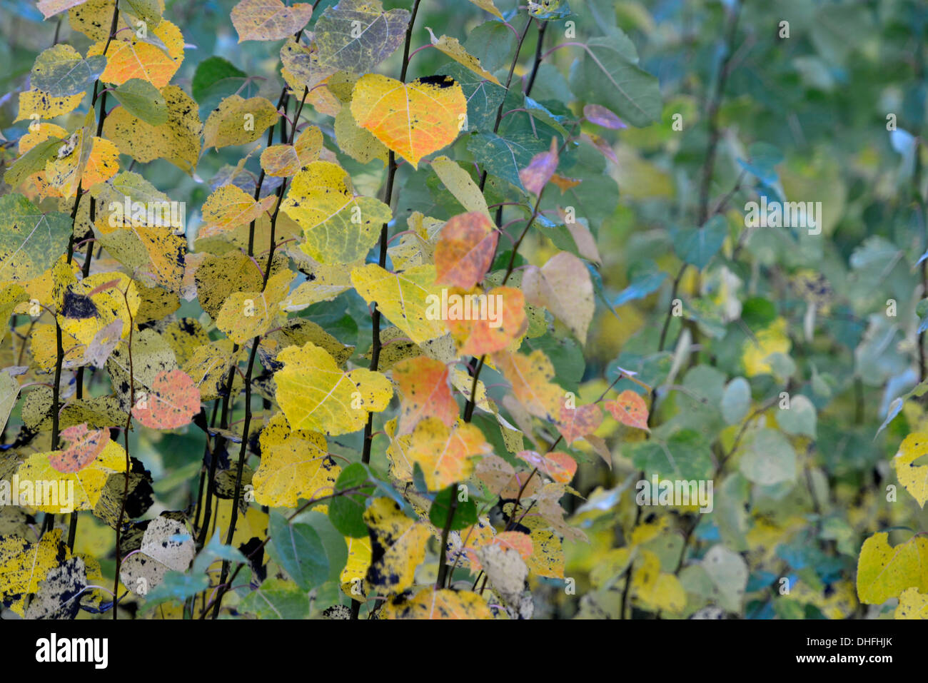 Renewable source of energy. Energy forest in a dense plantation Stock ...