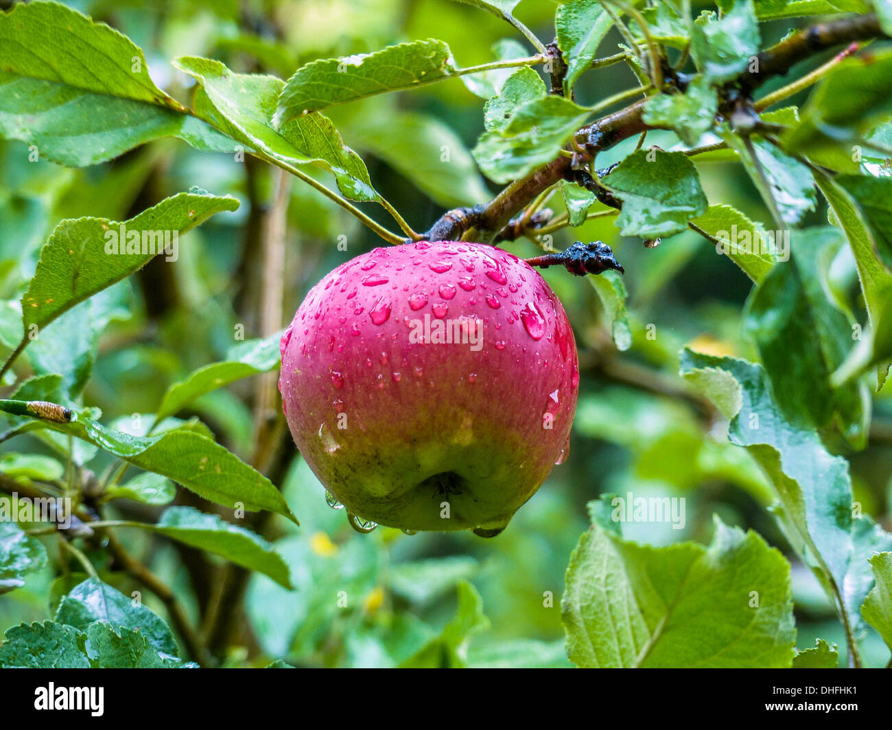 Pple tree hi-res stock photography and images - Alamy