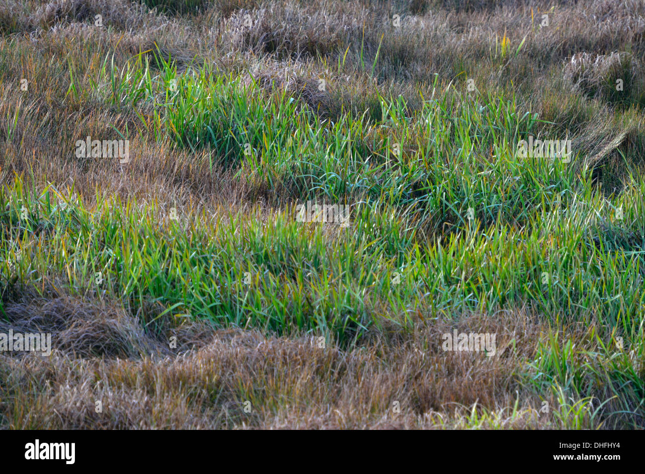 Swampy marsh with sedge plants Stock Photo - Alamy