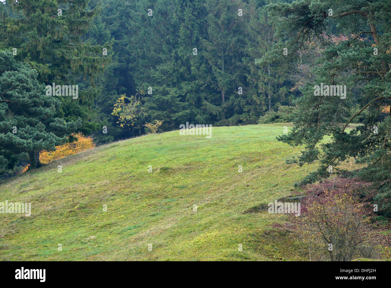 Meadow with spruce forest hi-res stock photography and images - Alamy