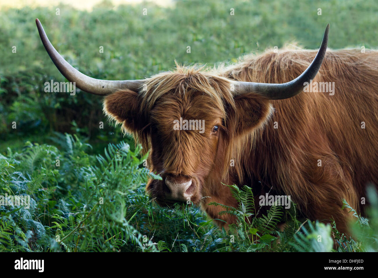Highland cow of the New Forest Stock Photo - Alamy