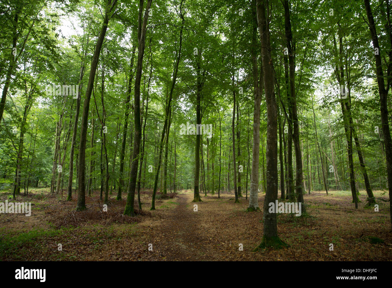 Cerisy forest normandy hi-res stock photography and images - Alamy