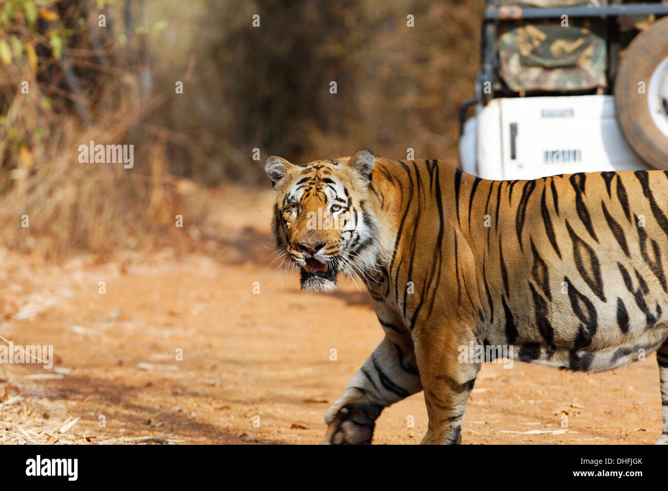 Waghdoh or Scarface huge dominant male Tiger at Tadoba, India ...