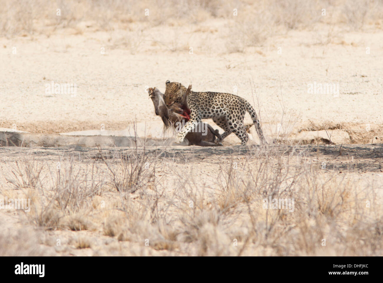 Leopard killing a warthog in the kalahari Stock Photo - Alamy