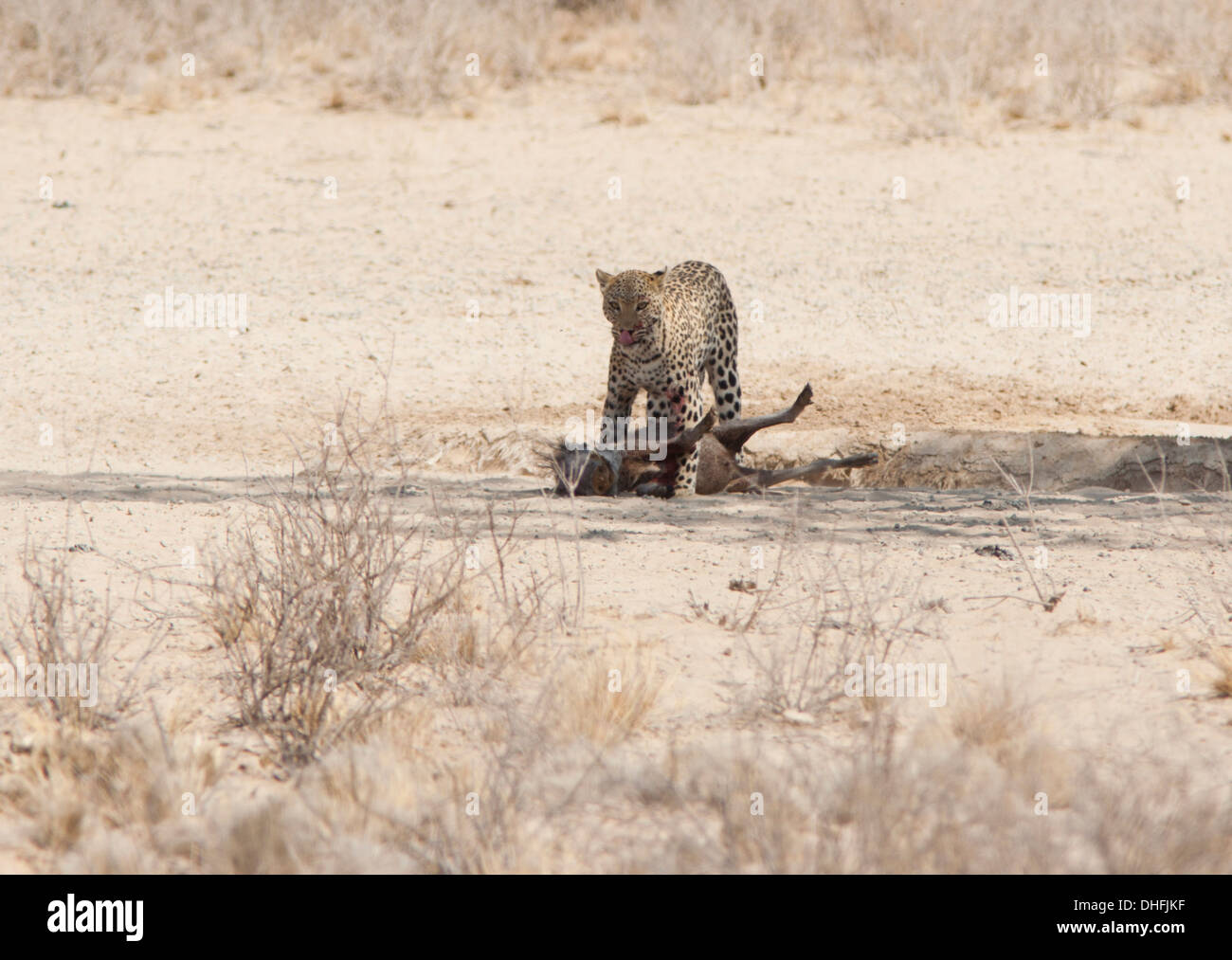 Leopard with kill in the kalahari Stock Photo - Alamy