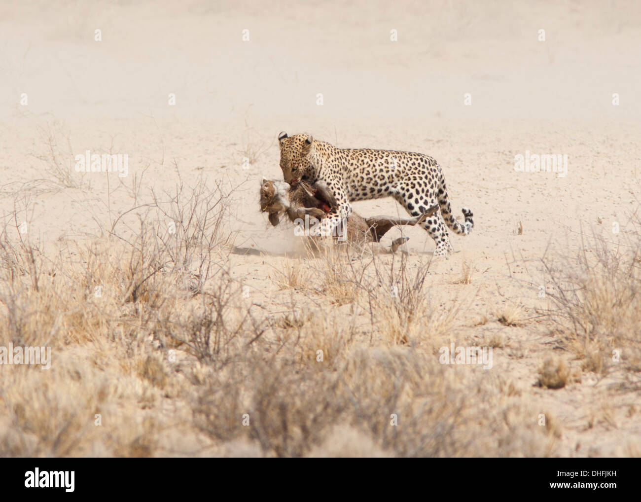 Leopard dragging kill in the kalahari Stock Photo - Alamy